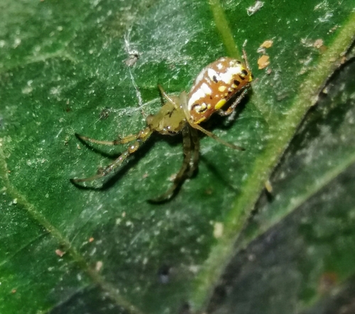 Alpaida delicata · iNaturalist