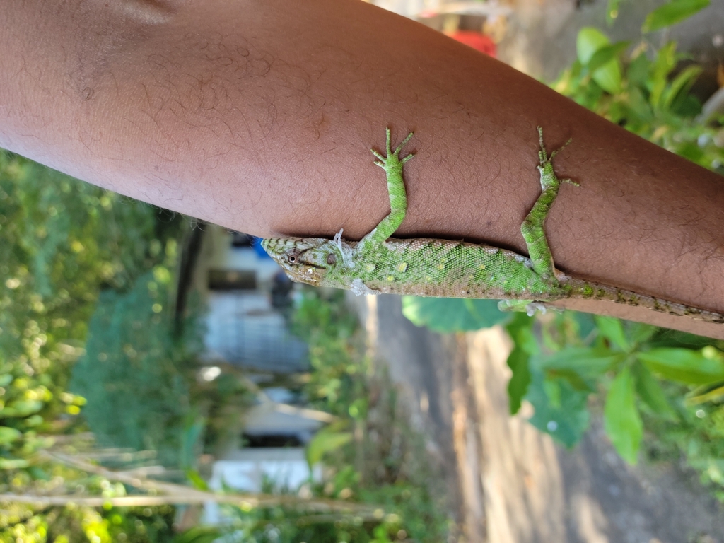 Audubon's Multicolored Lizard from PH6W+7R, Loango, Trinidad and Tobago ...