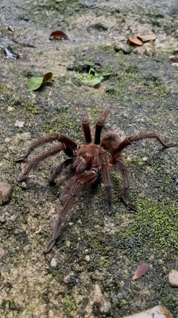 Goliath Pinkfoot Tarantula in January 2025 by danielplow · iNaturalist