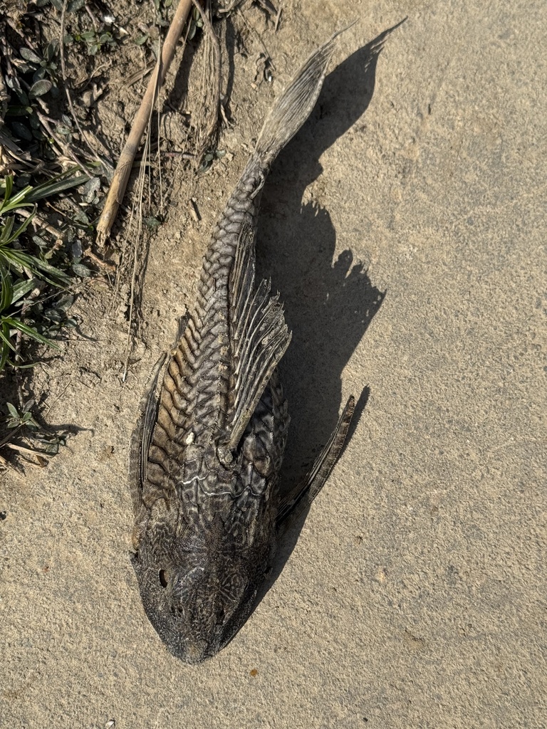 Sailfin Catfishes in January 2025 by Artur Tomaszek · iNaturalist