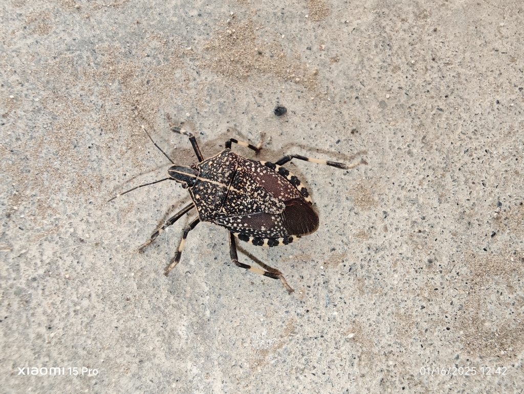 Yellow-spotted Stink Bug from Laixiang Road, Yixian, Baoding, Hebei on ...