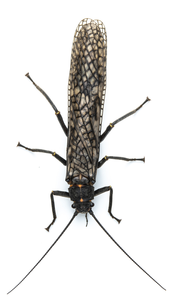 California Giant Stonefly from Sierra County, CA, USA on July 6, 2023 ...