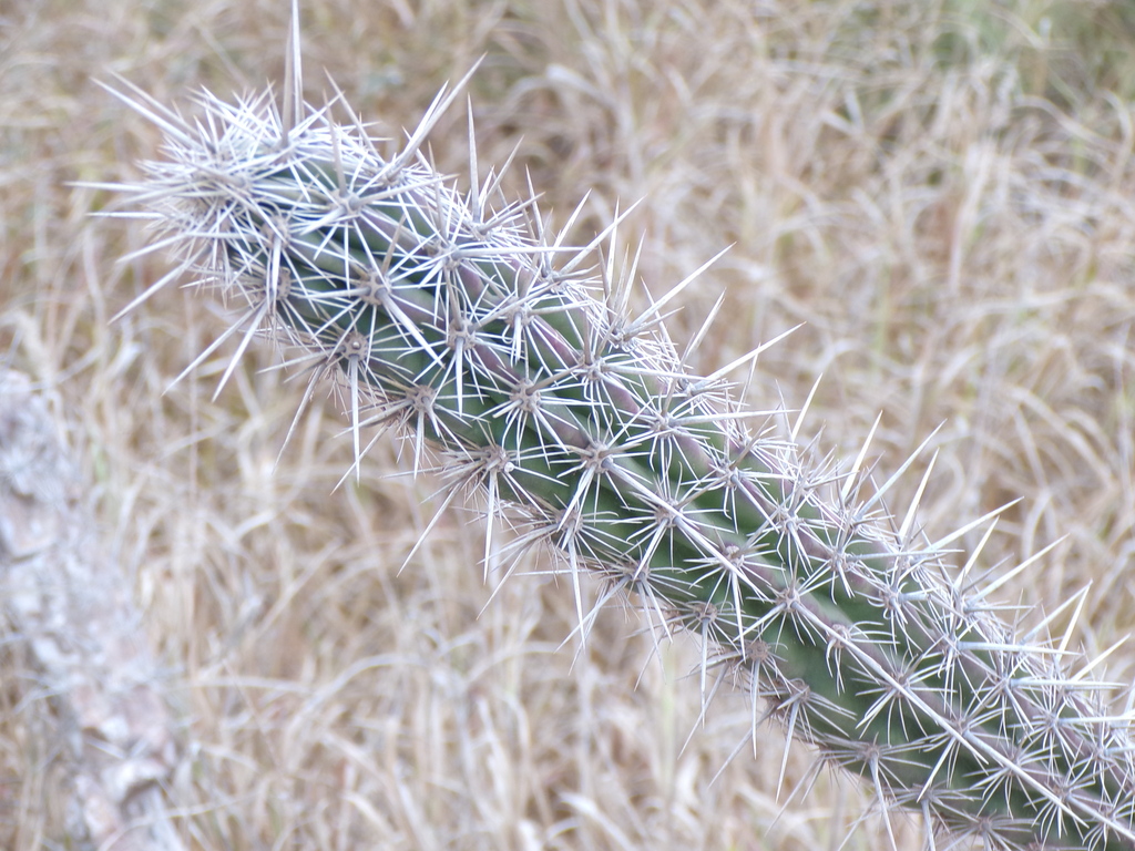 Octopus Cactus in January 2025 by Francisco Alejandro Elias Gonzalez ...