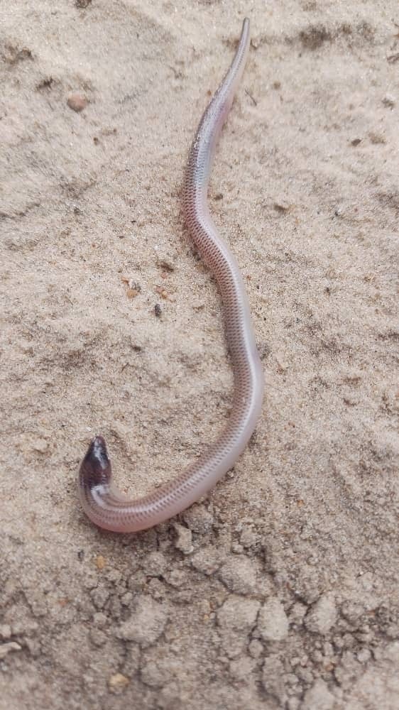 Okahandja Legless Skink from Otjozondjupa, NA on January 15, 2025 at 05 ...
