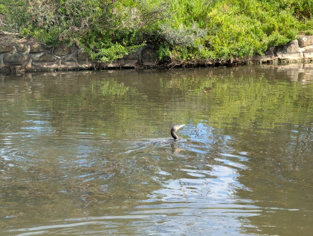Great Cormorant from Hampton East VIC 3188, Australia on January 10 ...
