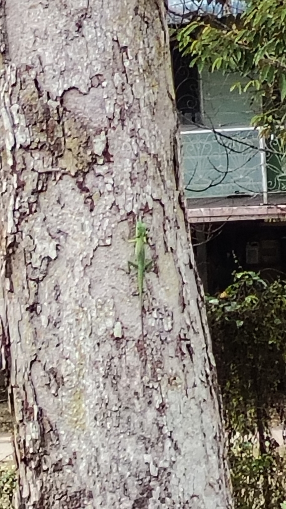 Green Crested Lizard from 马来西亚砂拉越泗务 on January 16, 2025 at 04:44 PM by ...