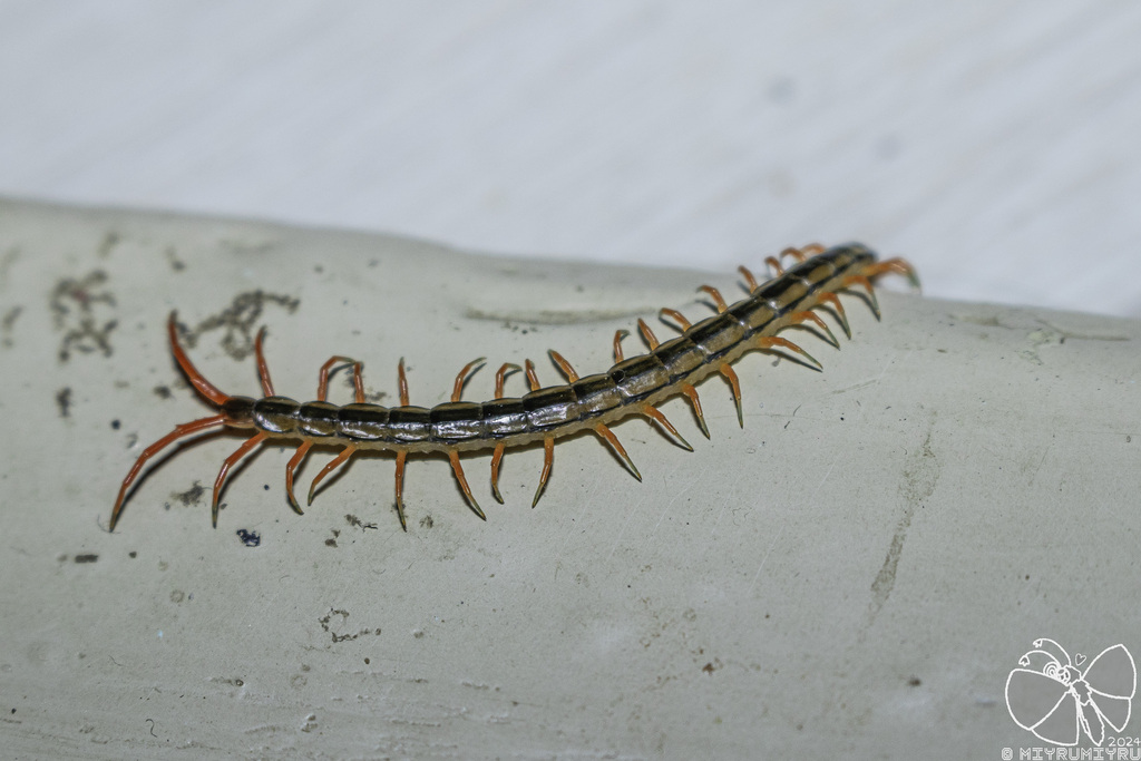 Chinese Red-headed Centipede in November 2024 by Miyrumiyru. Baby ...