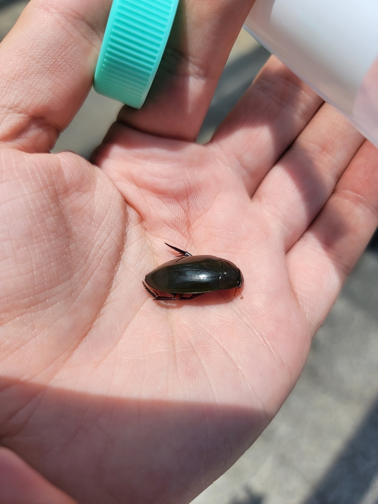 Beetles from China, Jiang Su Sheng, Su Zhou Shi, Wu Zhong Qu, 星湖街 邮政编码 ...