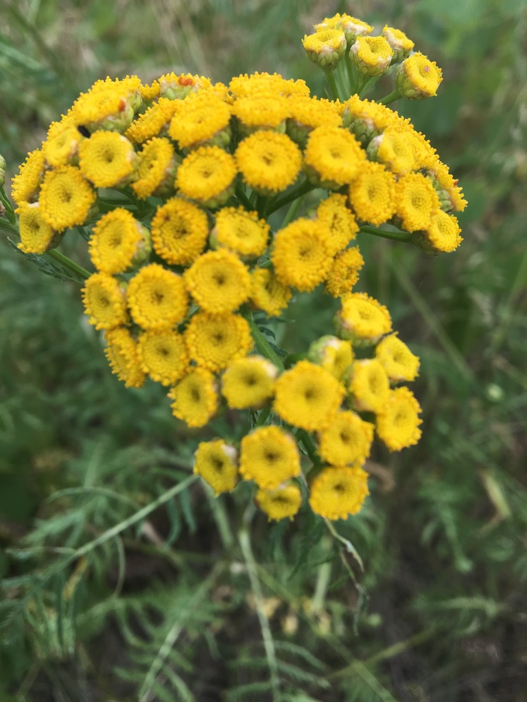 tansy from 2900–2998 Conger St, Port Huron, MI, US on July 28, 2019 at ...