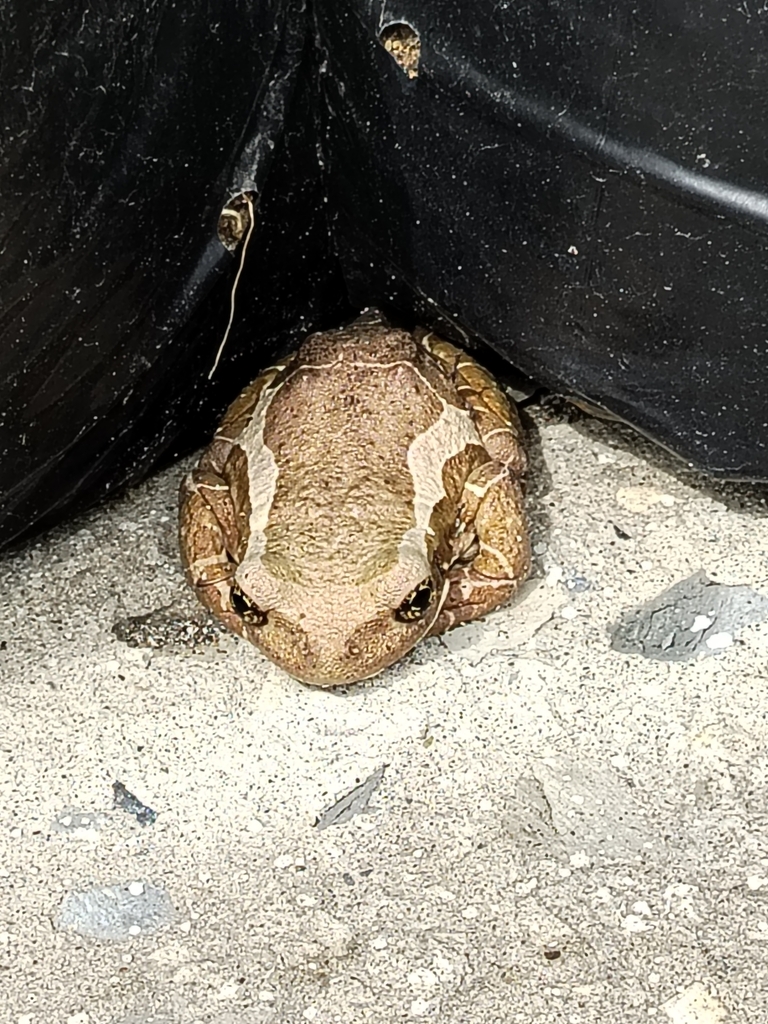 Chocoan milky frog from Guayaquil, EC-GU, EC on January 16, 2025 at 02: ...