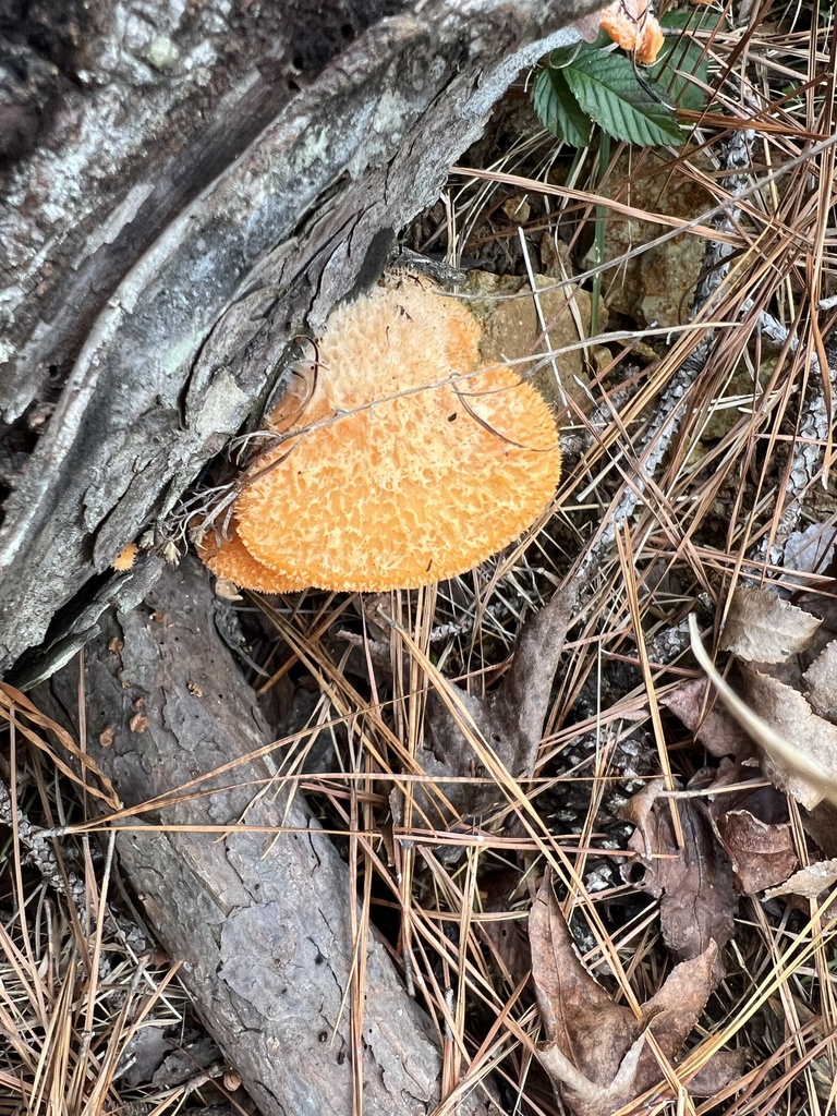Stinking Orange Oyster from Dickinson, AL, US on January 14, 2025 at 03 ...