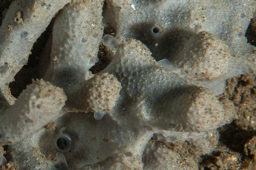 Demosponja (Dysidea amblia)