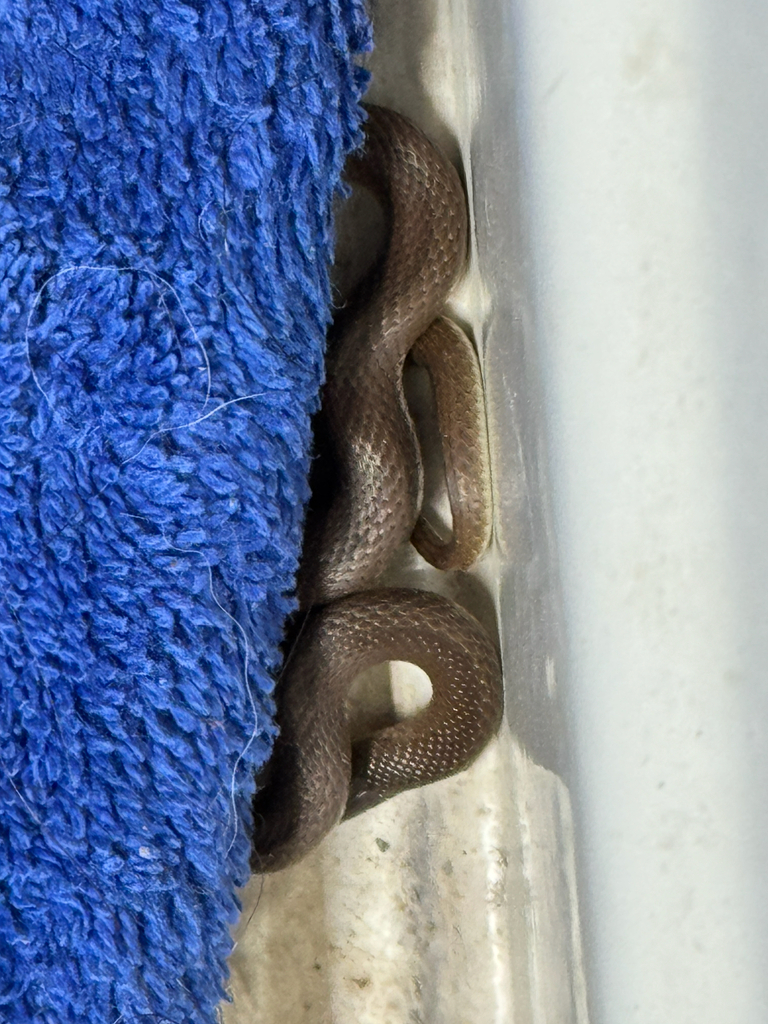 Rough Earthsnake in January 2025 by Sheree Gray Felan · iNaturalist