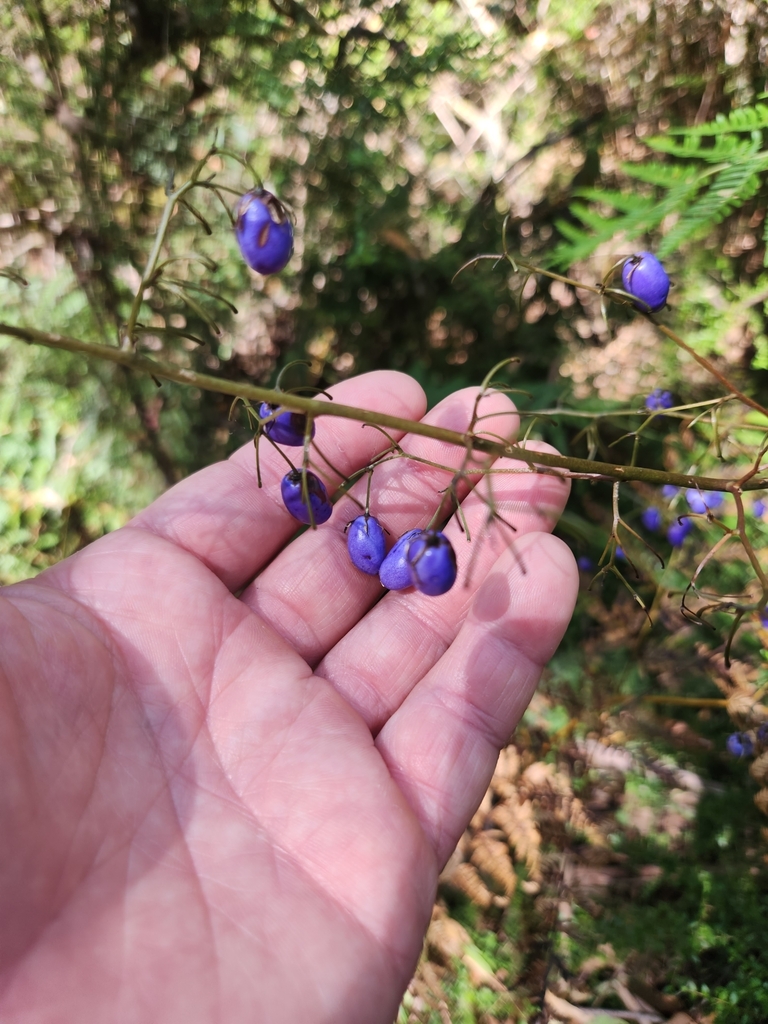 Blueberry Lily from Mirimbah VIC 3723, Australia on January 17, 2025 at ...