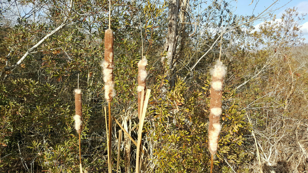 broadleaf cattail from Decoursey Bridge Road--Chicamacomico River Quad ...