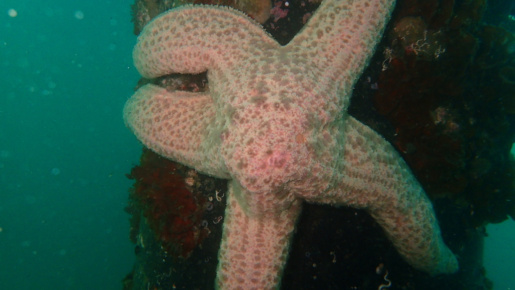 Giant Pink Sea Star from Monterey, CA, USA on November 17, 2015 at 10: ...