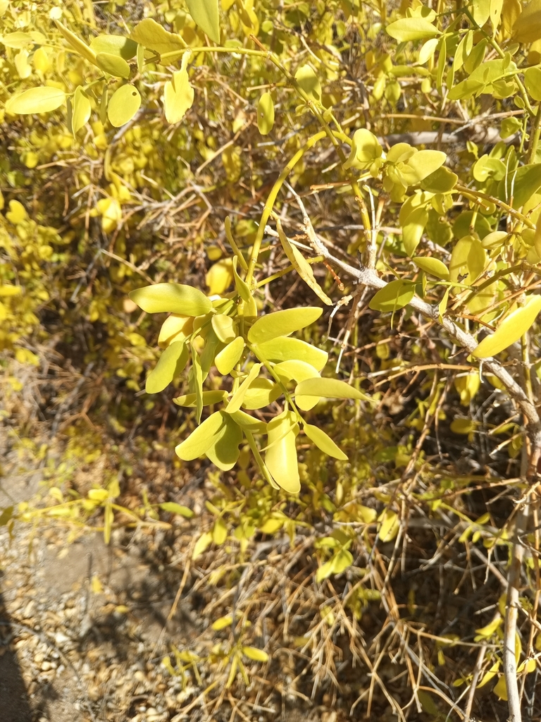 toothbrush tree from Karibib, NA-ER, NA on January 10, 2025 at 08:47 AM ...