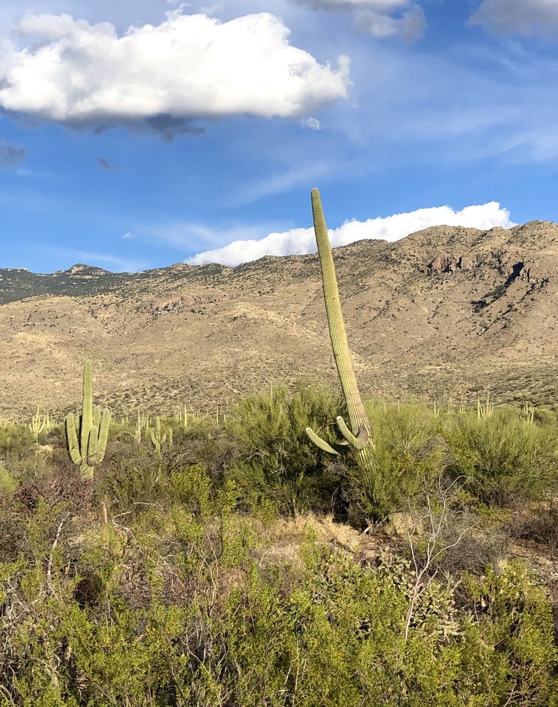 saguaro from Saguaro National Park - Rincon Mountain District, Tucson ...
