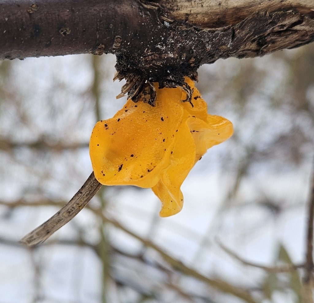 witch's butter from Санкт-Петербург, Россия, 198328 on January 17, 2025 ...