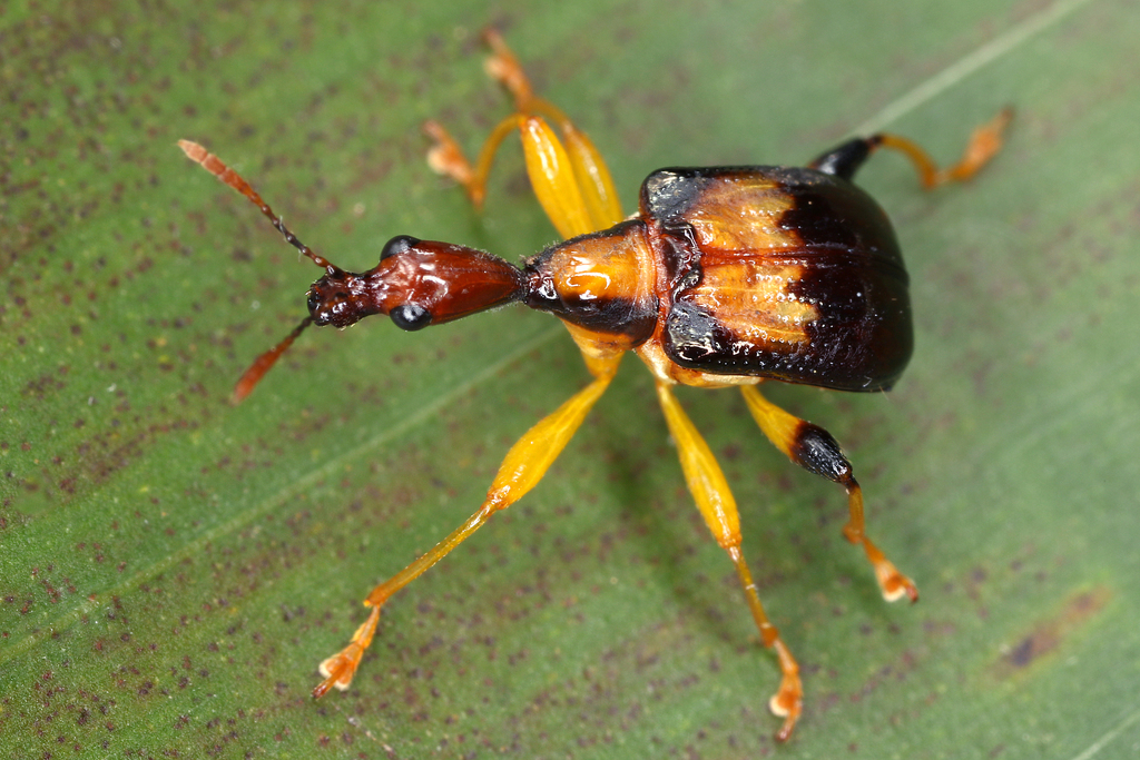 Leptapoderus balteatus from Phan Thanh, Nguyên Bình, Cao Bằng, Vietnam ...