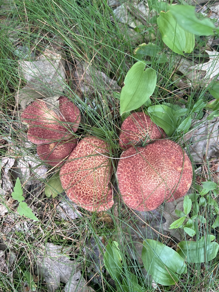 Painted Suillus from The Adirondack Park, Keeseville, NY, US on July 9 ...