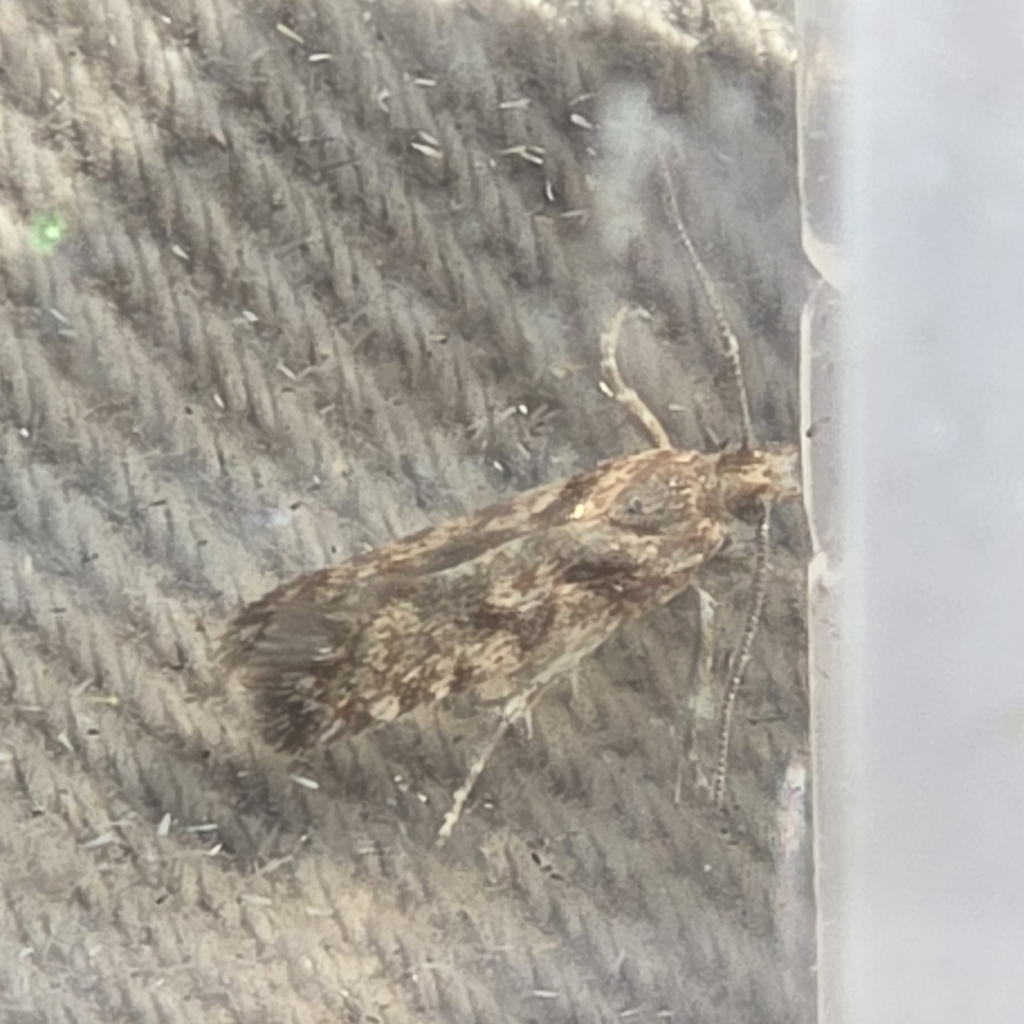 Eurythecta zelaea from Paerau 9398, New Zealand on January 18, 2025 at ...