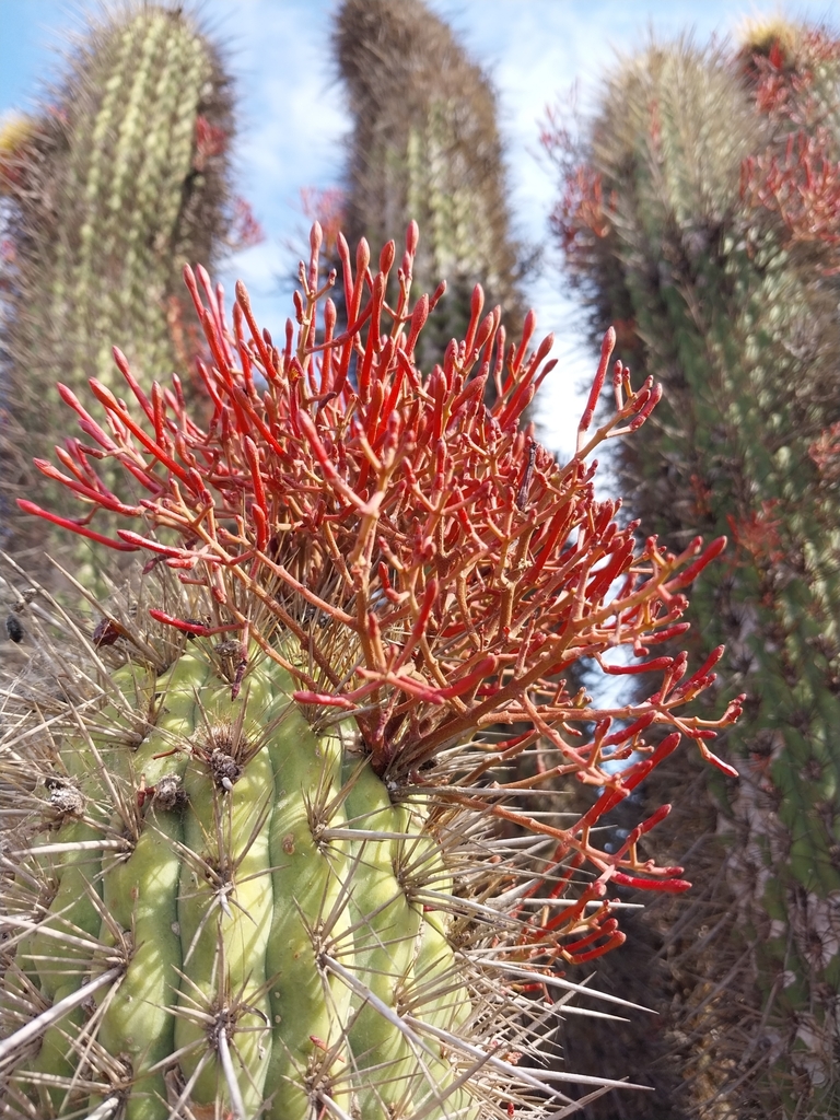 Chilean cactus mistletoe in January 2025 by Nicolás Peña · iNaturalist