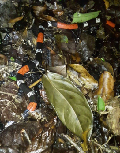 Trinidad Ribbon Coral Snake (Subspecies Micrurus lemniscatus diutius ...