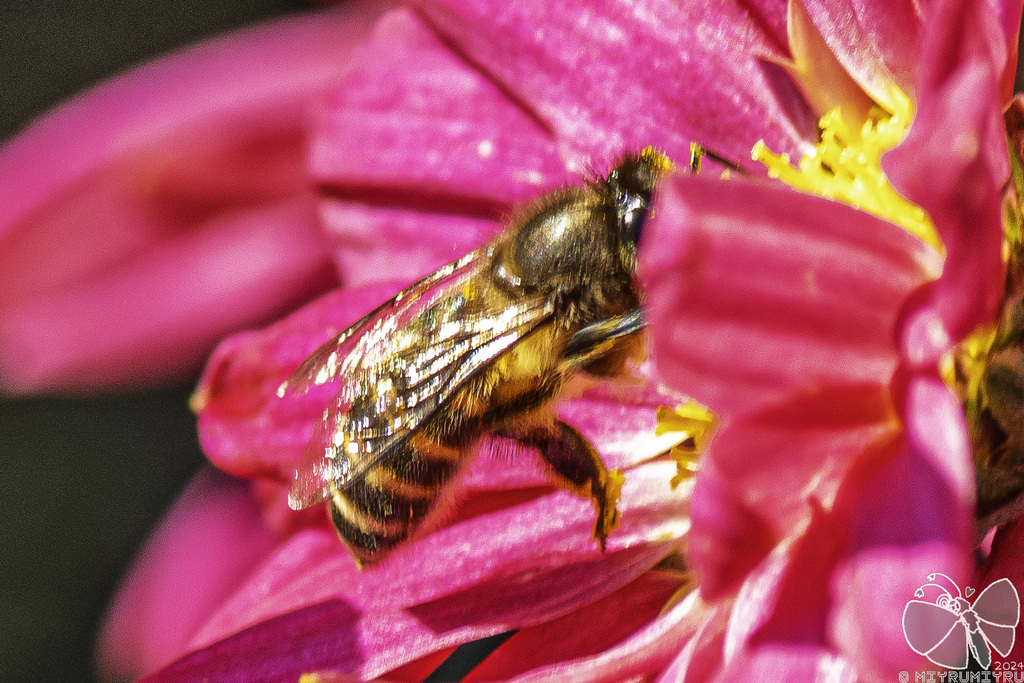 Cavity-nesting Honey Bees in November 2024 by Miyrumiyru. Aster lover ...