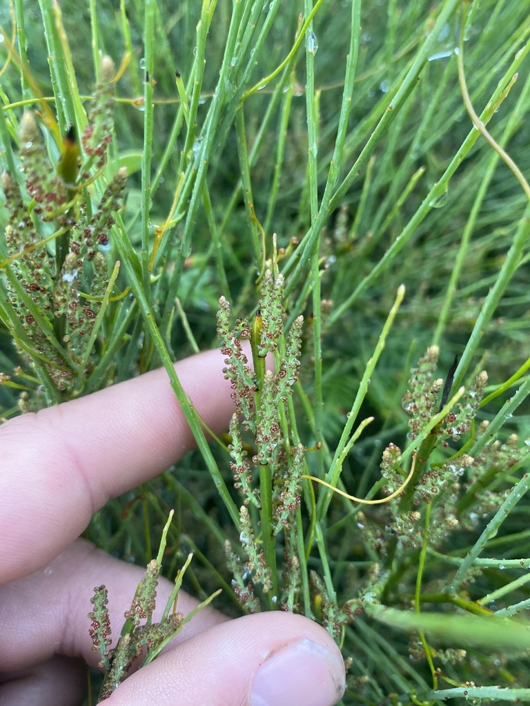 Native Currant from Newcastle NSW, Australia on January 7, 2025 at 07: ...