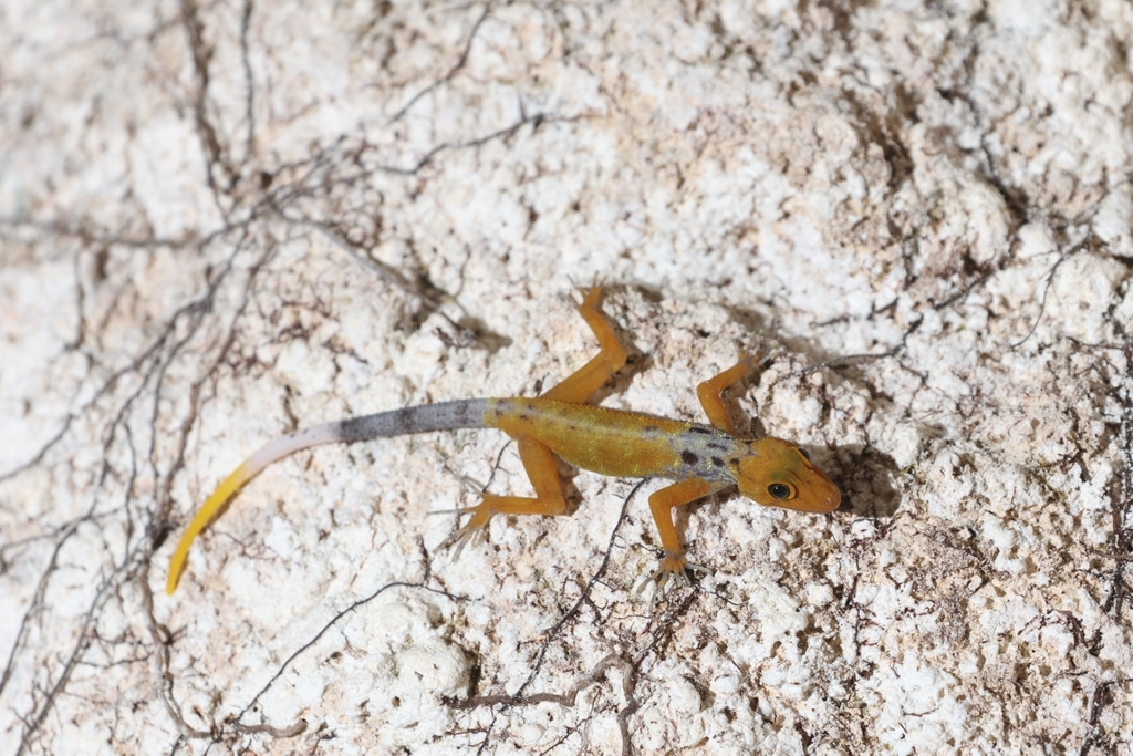 Fairy Round-eyed Gecko in January 2025 by ihenglan · iNaturalist