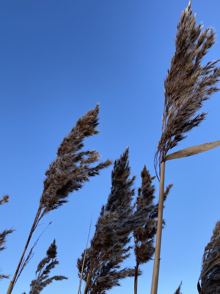common reed from River Rd W, Delta, BC, CA on January 17, 2025 at 03:36 ...