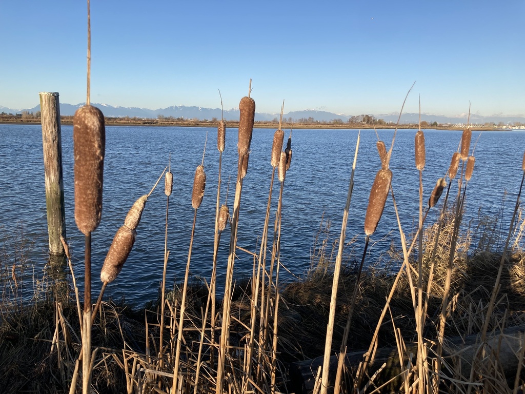 broadleaf cattail from River Rd W, Delta, BC, CA on January 17, 2025 at ...