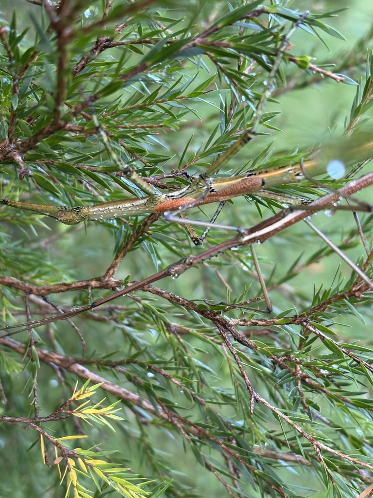 tessellated stick insect from Tallegalla, QLD, AU on January 18, 2025 ...