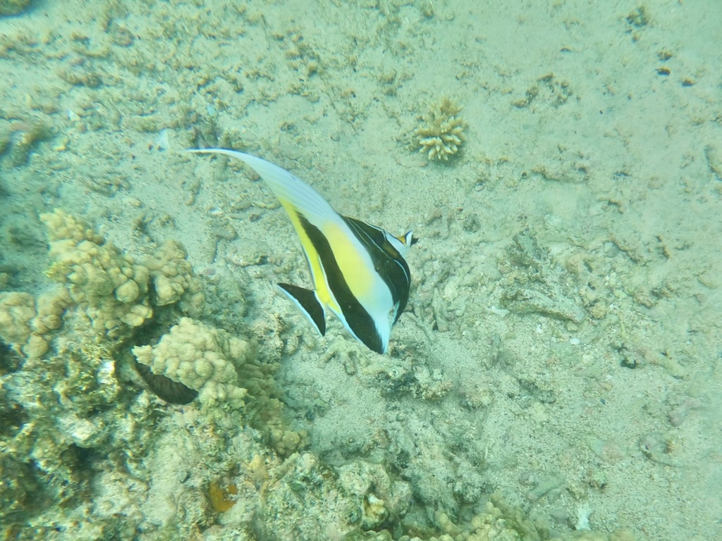 Moorish Idol from Indian Ocean, Cape Range National Park, WA, AU on ...