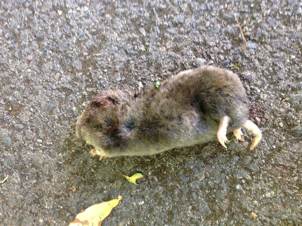 Townsend's Mole from University of Washington on August 13, 2013 by Oli ...