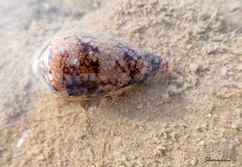 Queen Victoria Cone from Australia on January 14, 2025 at 06:18 AM by ...