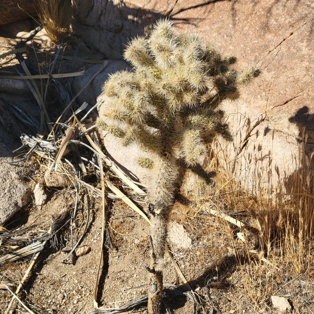 Silver Cholla from San Bernardino County, CA, USA on January 17, 2025 ...