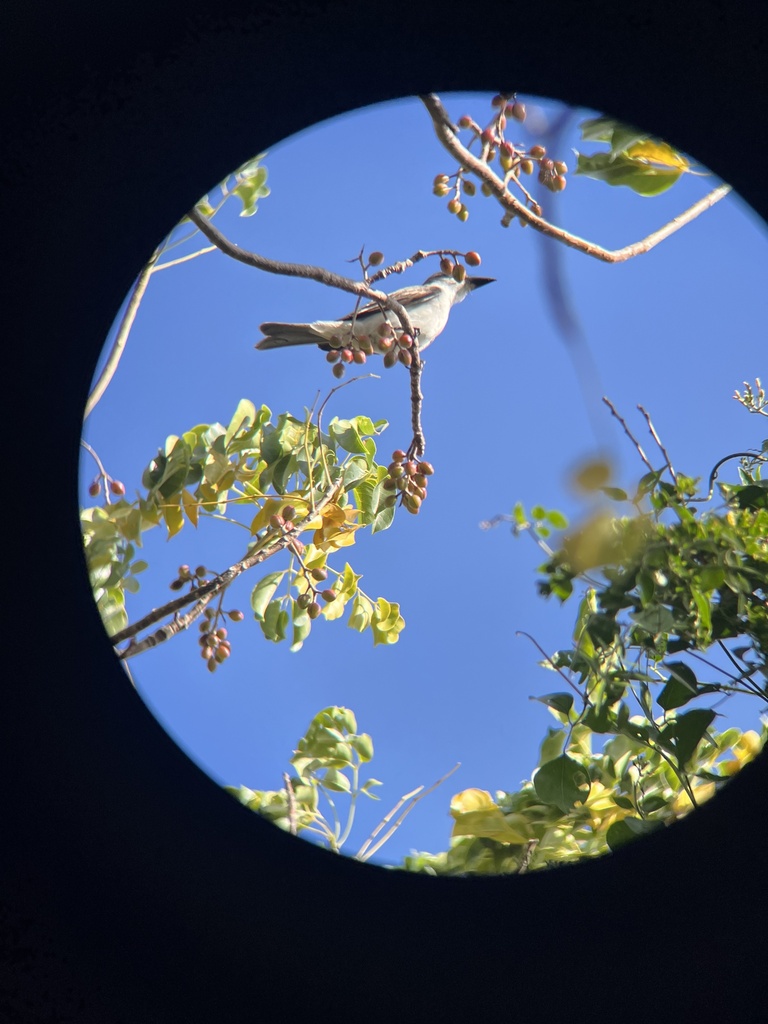 Gray Kingbird from Culebra National Wildlife Refuge, Culebra, PR, US on ...
