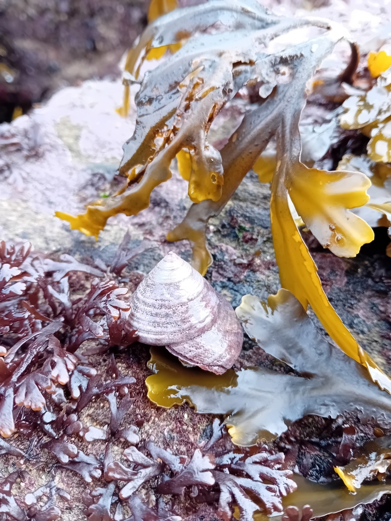 European Painted Top Shell from Falmouth TR11 4NZ, UK on January 18 ...