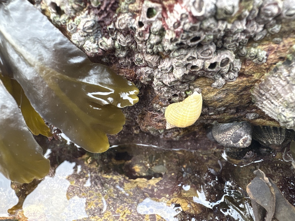 Atlantic Dogwhelk from Batten Bay, Plymouth, England, GB on January 18 ...