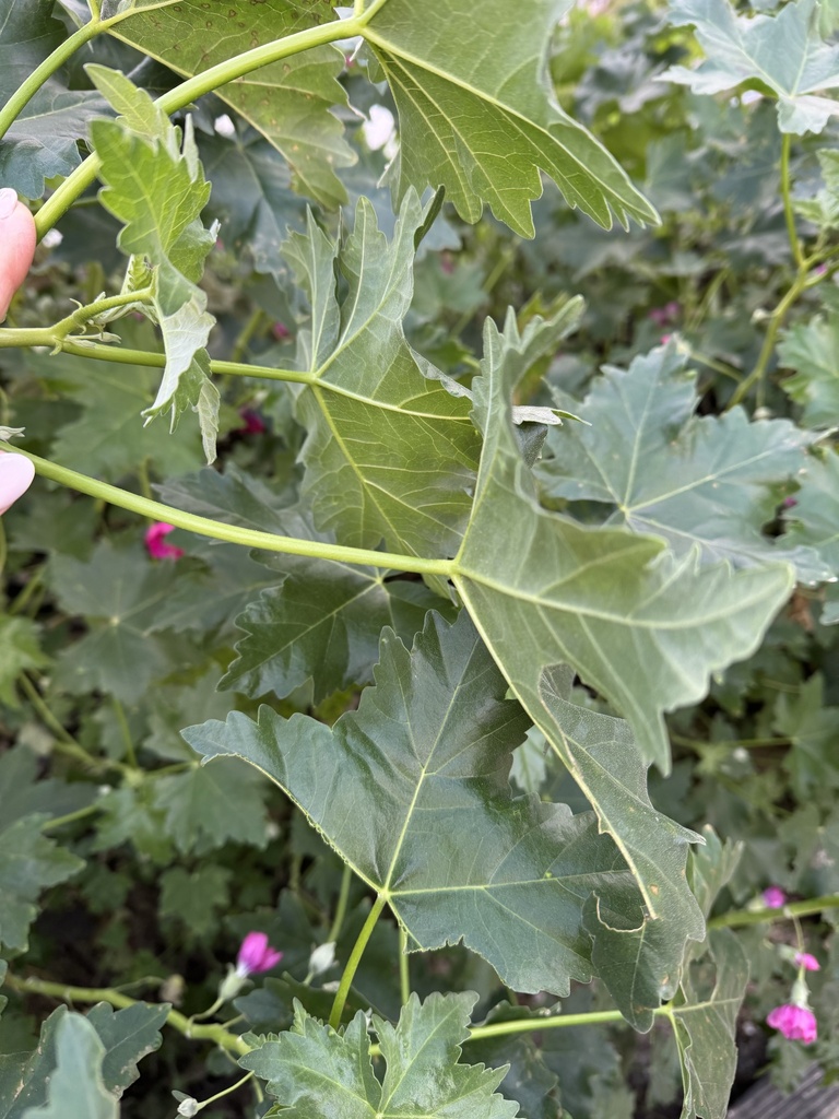 Island Mallow from Carmel Beach City Park, Carmel, CA, US on January 18 ...