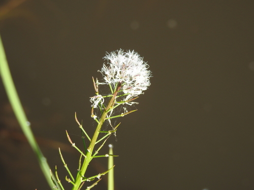 Genus Ornithocarpa · iNaturalist
