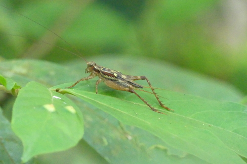Cardiodactylus thailandia · iNaturalist Mexico
