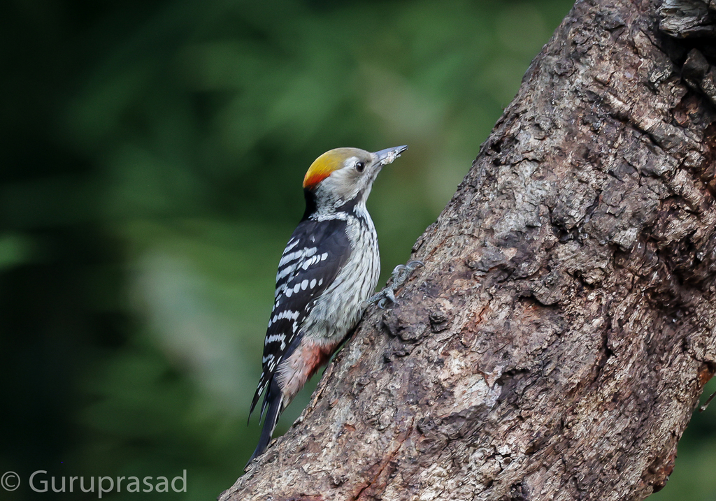 Brown-fronted Woodpecker from Bhimtal, Uttarakhand 263136, India on ...
