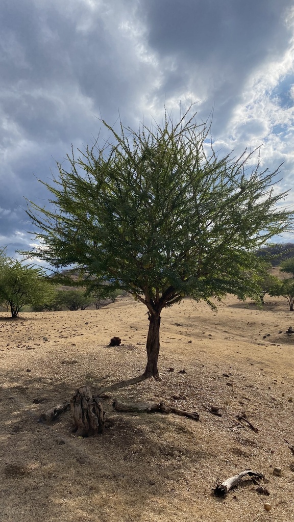 Winged Calabash from Coyuca de Catalán, Gro., MX on January 11, 2025 at ...