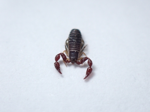 Genus Withius · iNaturalist