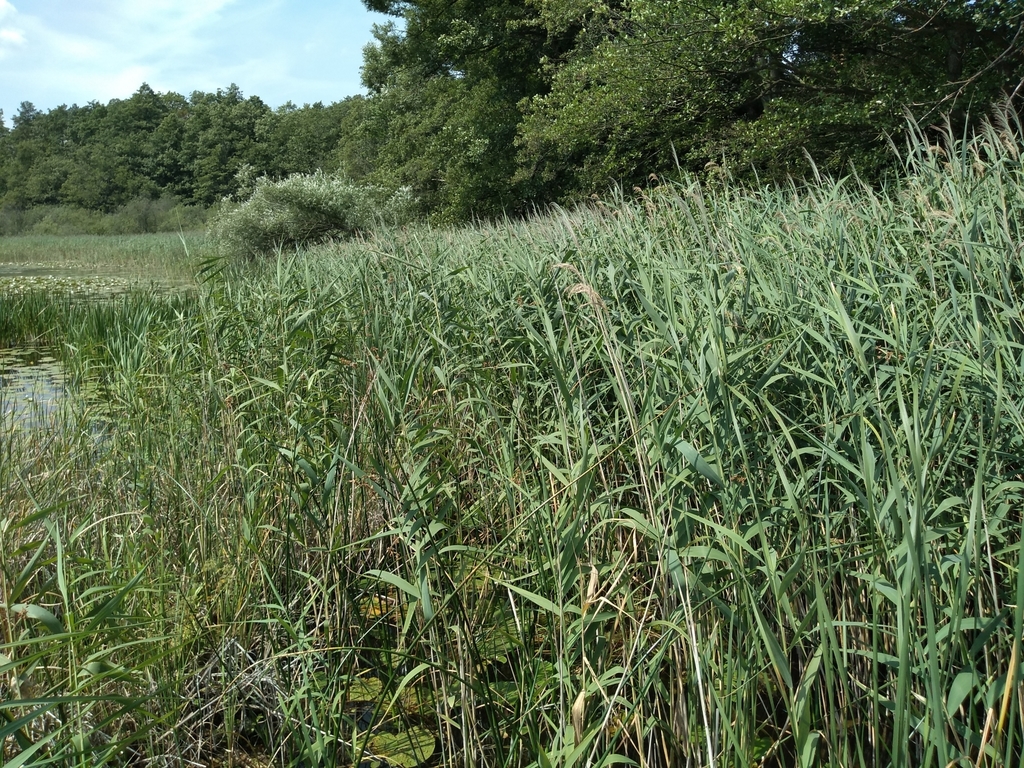 common reed in July 2019 by wojtest · iNaturalist
