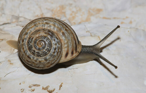 Iberus antikarianus · iNaturalist