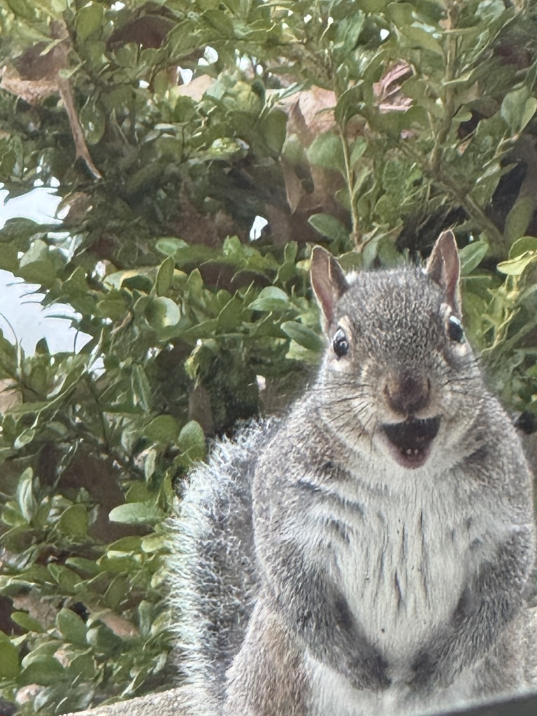 Eastern Gray Squirrel in January 2025 by Adam Schlarb · iNaturalist